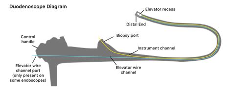 Endoscope Vs Duodenoscope At John Hipple Blog