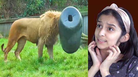 When Animals Asked People For Help And Kindness Youtube