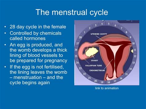 Female Reproductive System