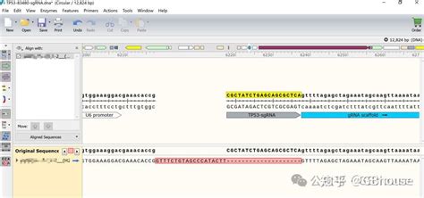 Crispr Cas9靶基因敲除之第四讲：sgrna测序后snapgene序列比对 知乎