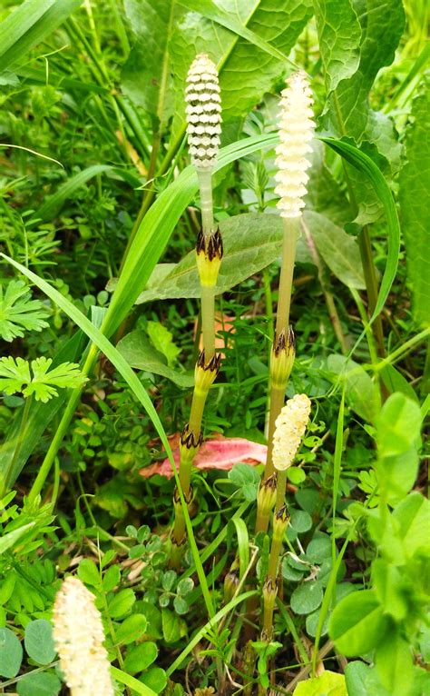 【スギナ（ツクシ）】育て方・増やし方の方法