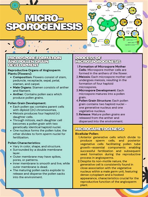 Microsporogenesis And Megasporogenesis Pdf Mitosis Pollen