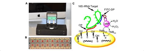 A Multiplex Electrochemical Sensor Platform For Detection Of