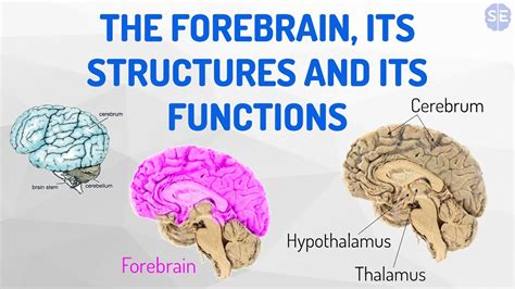 [psychology] The Nervous System 06 The Forebrain Its Structures And Its Functions Youtube