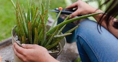 Repotting Indoor Plants Best Practices For Winter The Garden Magazine