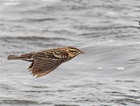 Red Winged Blackbird Female Birdforum
