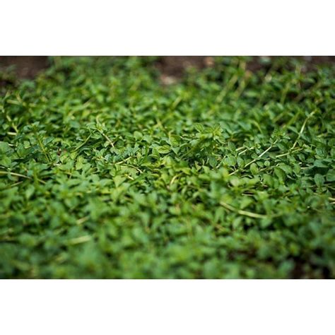 Pennyroyal Pinetree Garden Seeds