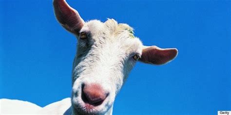 Shaun Keith Orris Claims Sex With Goat Is His Constitutional Right Cops Huffpost Weird News