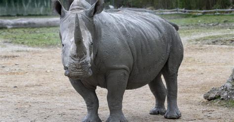sex export ohlala nashorn „malou“ wird wegen liebe französin krone at