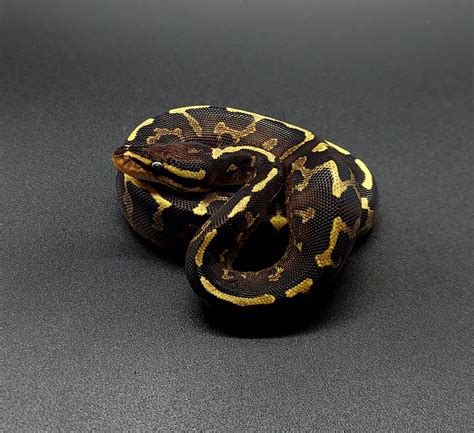 Super Asphalt Ball Python By Cmm Constrictors Morphmarket