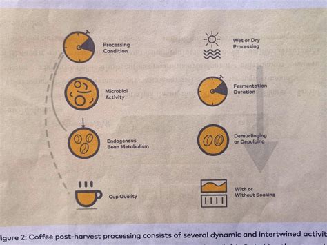 The Fermentation Effect อิทธิพลของ Fermentation
