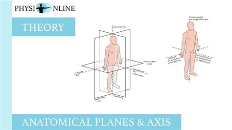 Longitudinal Axis Anatomy