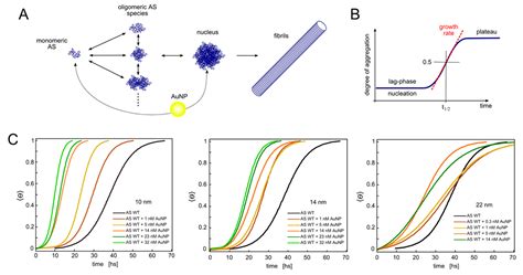 Molecules Free Full Text Alpha Synuclein—nanoparticle Interactions