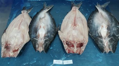 Vietnam Pangasius Butterfly Cut Basa Dory Sutchi Fish Buy Dory