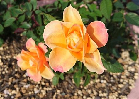 兄弟（姉妹）揃ったね 落ち着け私！な（元）介護日記