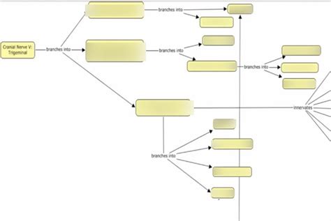 V Trigeminal Part 2 Diagram Quizlet