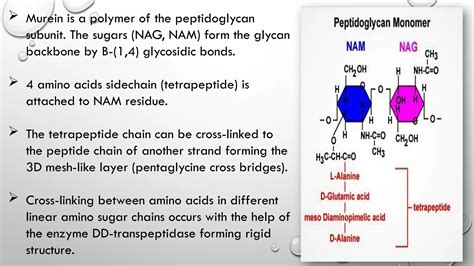 Cell Wall Synthesis Of Bacterial Cellpptx