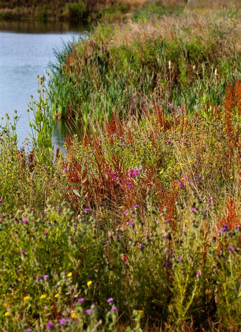 무료 이미지 강둑 영어 꽃들 Purple Wildflowers 보라색 엉겅퀴 잡초 River Flowers