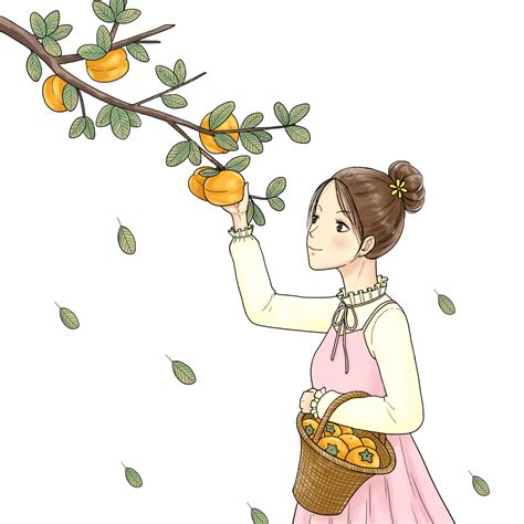 감을 따는 소녀 일러스트 가을 가을 춘분 가을걷이 Png 일러스트 및 Psd 이미지 무료 다운로드 Pngtree