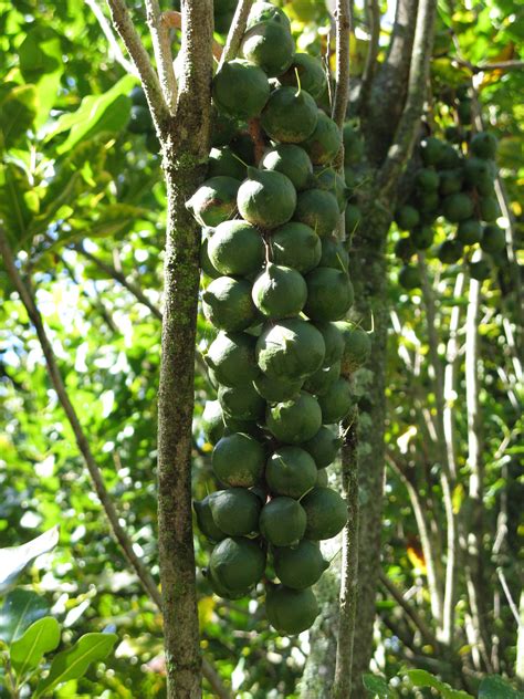 Macadamia Nut Tree Height At Kayla Clubbe Blog