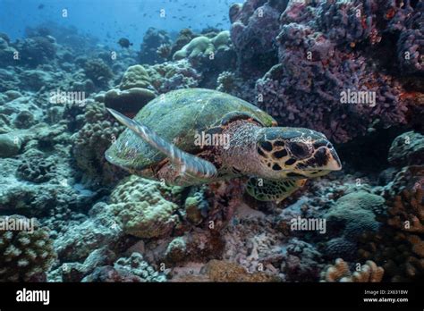 A Hawksbill Sea Turtle Eretmochelys Imbricata Explores A Vibrant Coral Reef This Endangered