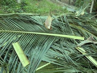 Kelapa Adalah Pohon Seribu Guna