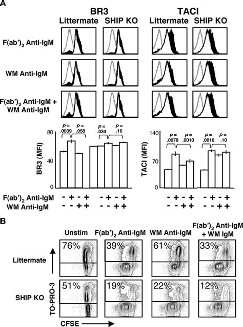 Ship Activation Is Required For Attenuation Of Blys Receptor