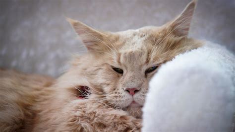 How To Tell If Your Cat Is Sick HowStuffWorks