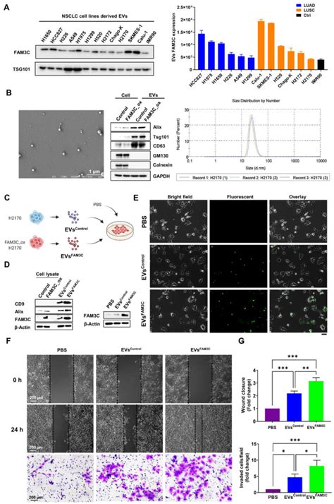 Tumor Derived Evs Containing Fam3c Promote Invasiveness Of Lung