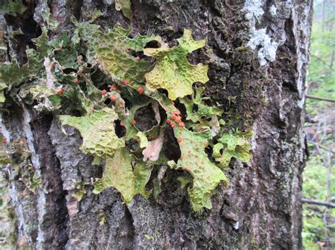 Редкие виды Заповедник «Нургуш