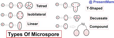 The Microsporangium And The Male Gametophyte Plantlet