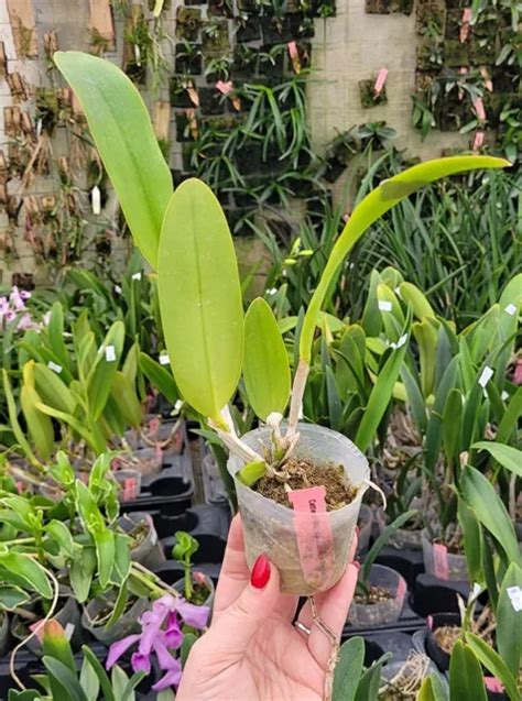 ORCHID ORCHIDEE CATTLEYA (Blc.) Lius Joyance Panther (7 Sr, B5) EUR 18 ...