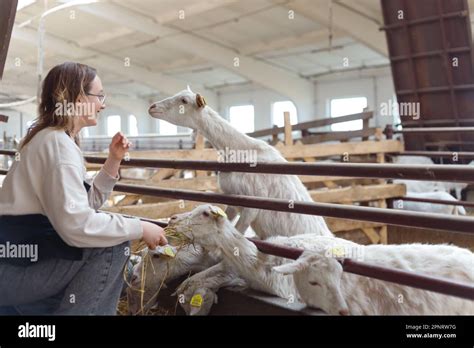 Farmer Woman In An Apron Feeds Her Goats With Hay From Her Hands Stock