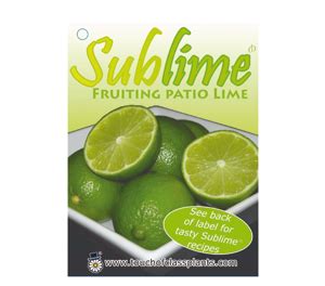Lime Sublime Common Name Sublime 175mm Pot Dawsons Garden World