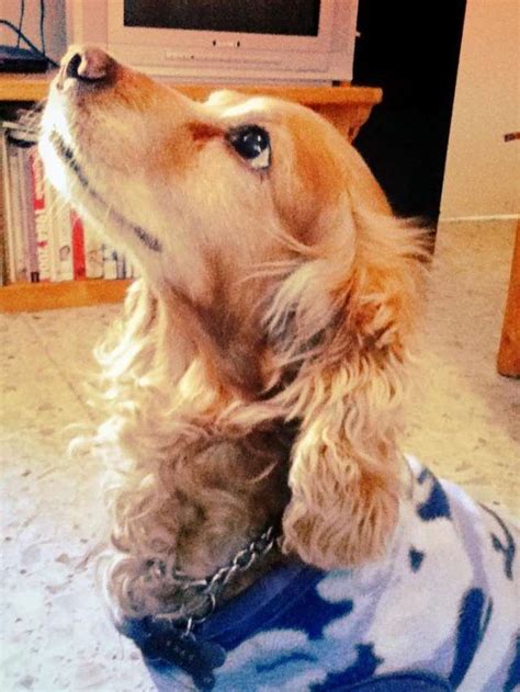 Perros Cocker Bebés En Venta Imagui