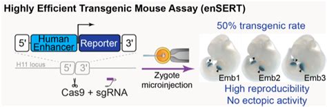 Deciphering The Impact Of Non Coding Mutations In The Human Genome