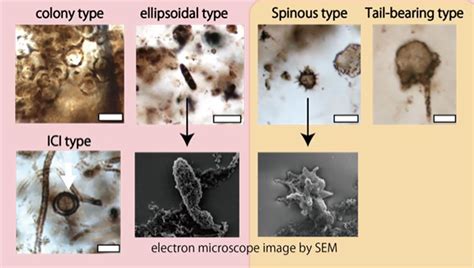 Research News Discovery Of New Types Of Microfossils May Answer An