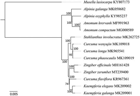 Full Article Characterization Of The Complete Chloroplast Genome Of