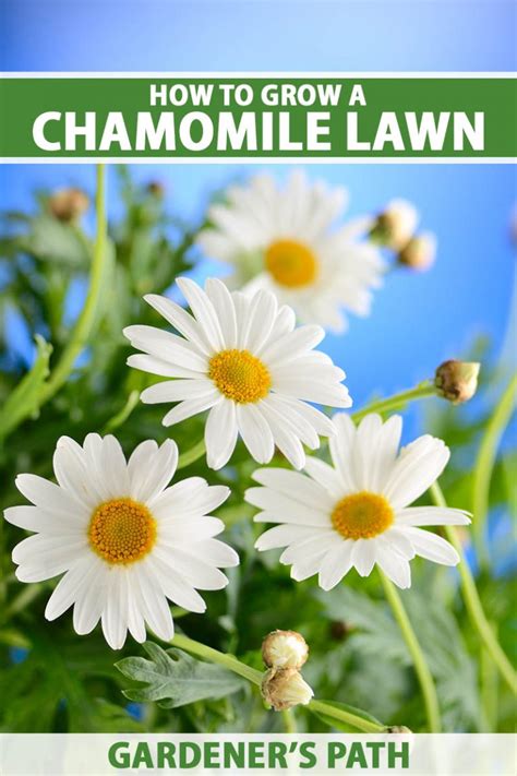 How To Grow A Chamomile Lawn Gardeners Path