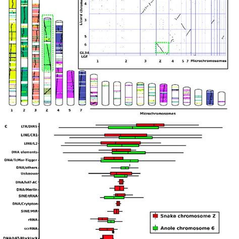 Comparative Analysis Of The Indian Cobra Genome Versus Anole Lizard