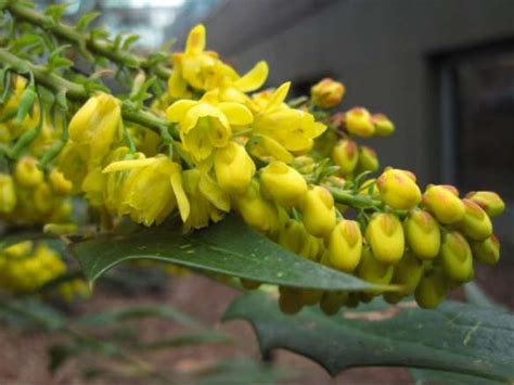 Browse The Spring Hill Nurseries Retailer Collection On Gardenista