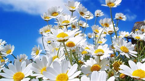 7 Ways To Find Your Inner Happiness Behance