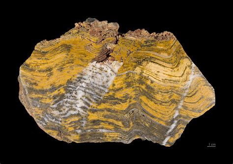 Paleo Archean Stromatolite From 3 600 à 3 200 Ma Million Years Ago
