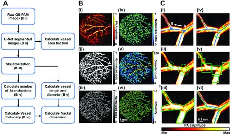 Quantitative Analysis Of Or Pam Images A Overall Flow Chart Of The Download Scientific
