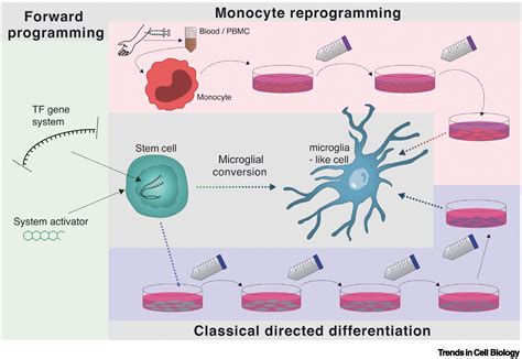 Forward Programming Human Pluripotent Stem Cells Into Microglia Trends