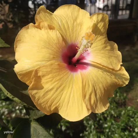 Advocate Samiksha Patil On Linkedin As A Lawyer I Have Always Been