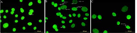 Oecd 487 In Vitro Micronucleus Assay Using Tk6 Cells To 53 Off