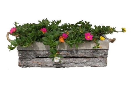 Arrangement Portulaca — Plant Wholesale Floraccess