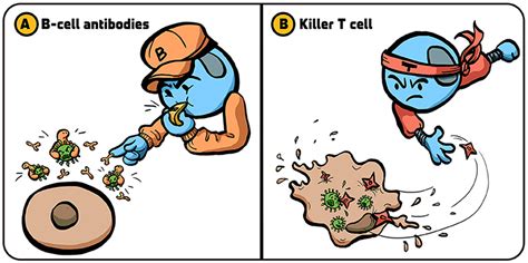 Killer T Cells