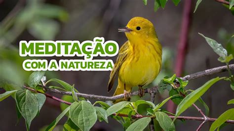 M Sica Ambiente Sons Da Natureza Para Relaxamento Medita O